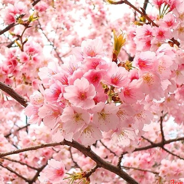 My Pip Store, Cửa hàng trực tuyến | Shopee Việt Nam