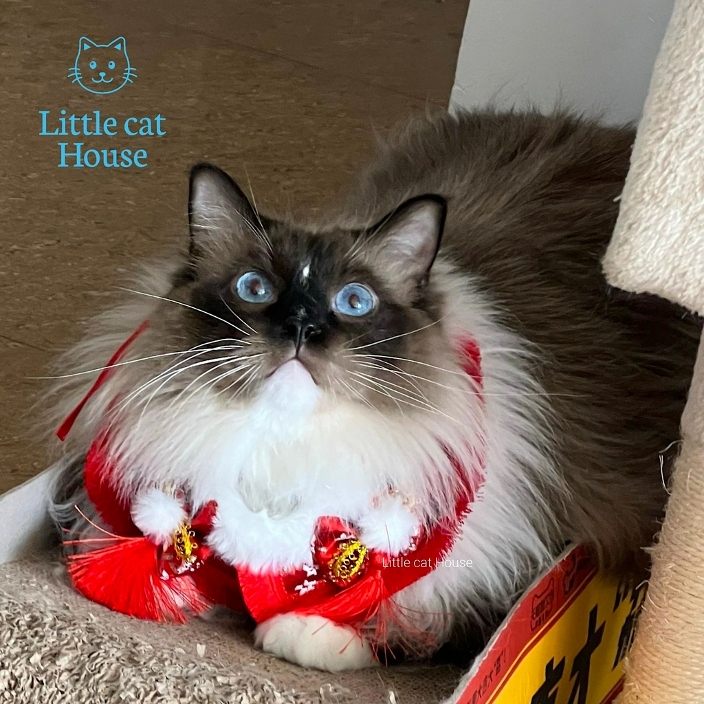 Little cat House, Cửa hàng trực tuyến | Shopee Việt Nam