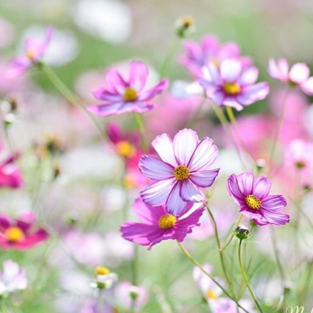 vuxvux2017, Cửa hàng trực tuyến | Shopee Việt Nam