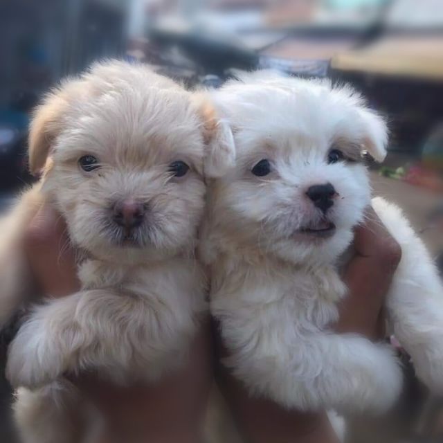 TANI PET SHOP-QUẦN ÁO THÚ CƯNG, Cửa hàng trực tuyến | Shopee Việt Nam