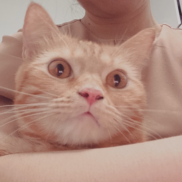 Mangocat, Cửa hàng trực tuyến | Shopee Việt Nam