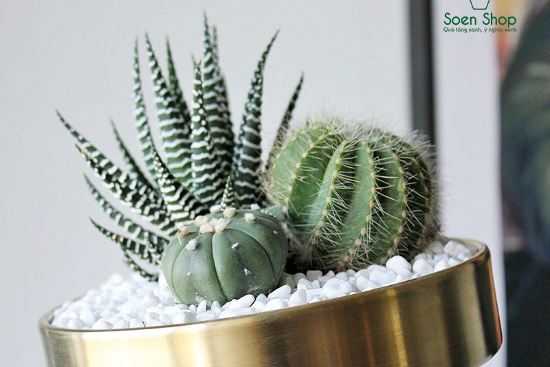 soen_shop, Cửa hàng trực tuyến | Shopee Việt Nam