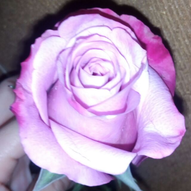 Ritale, Cửa hàng trực tuyến | Shopee Việt Nam