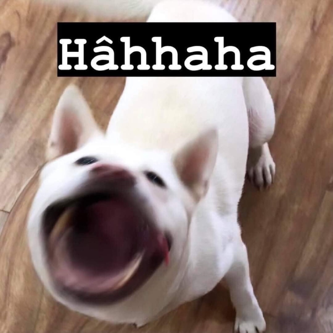 Nemo Pass Đồ, Cửa hàng trực tuyến | Shopee Việt Nam