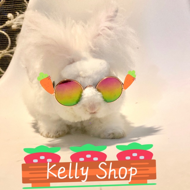 Kelly PET SHOP, Cửa hàng trực tuyến | Shopee Việt Nam