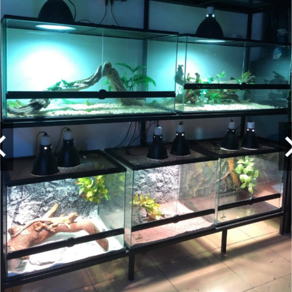 Reptiles Local Brand hcm, Cửa hàng trực tuyến | Shopee Việt Nam