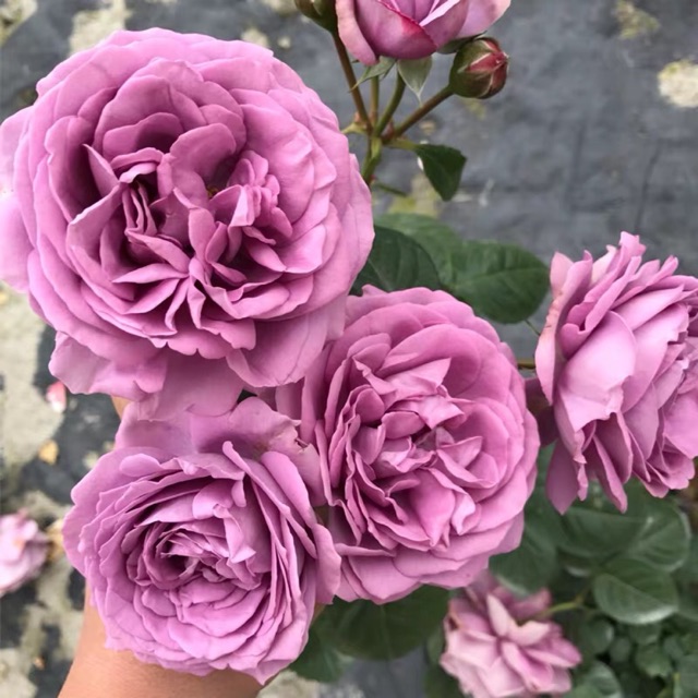 HÂN-ROSE-GARDEN, Cửa hàng trực tuyến | Shopee Việt Nam