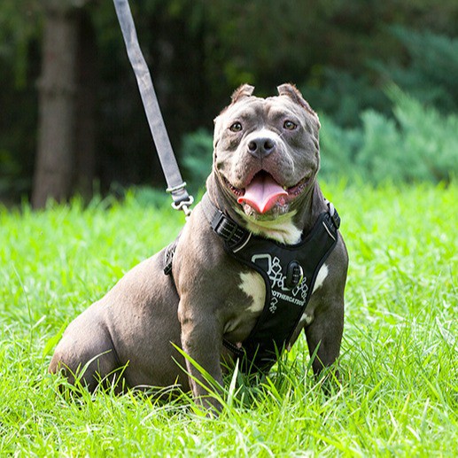 GruU Dog - Chăm Sóc Thú Cưng, Cửa hàng trực tuyến | Shopee Việt Nam