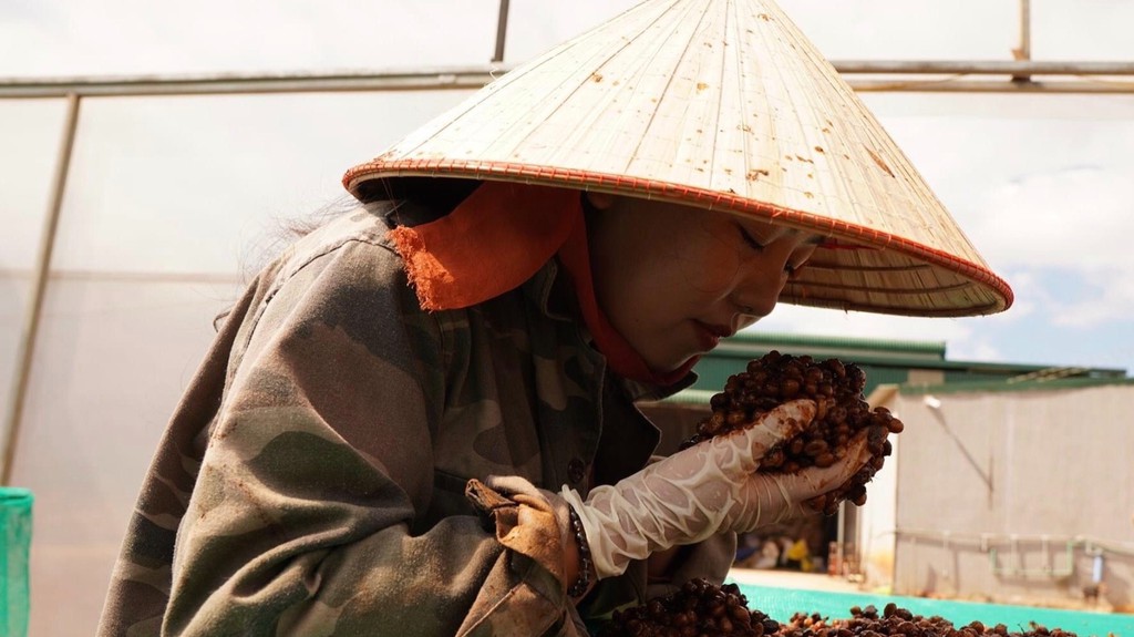 Mulo Coffee, Cửa hàng trực tuyến | Shopee Việt Nam