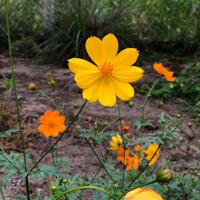 suti_house, Cửa hàng trực tuyến | Shopee Việt Nam