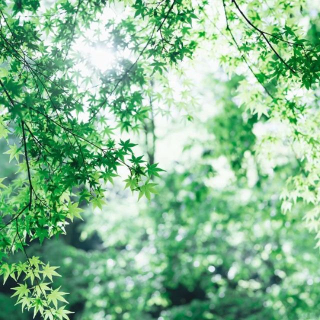 ameneurosis, Cửa hàng trực tuyến | Shopee Việt Nam