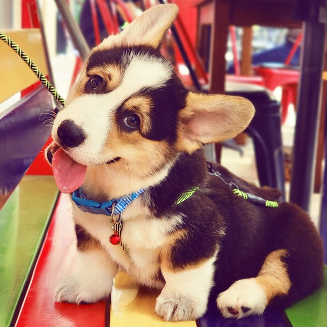 Hi! Pet, Cửa hàng trực tuyến | Shopee Việt Nam