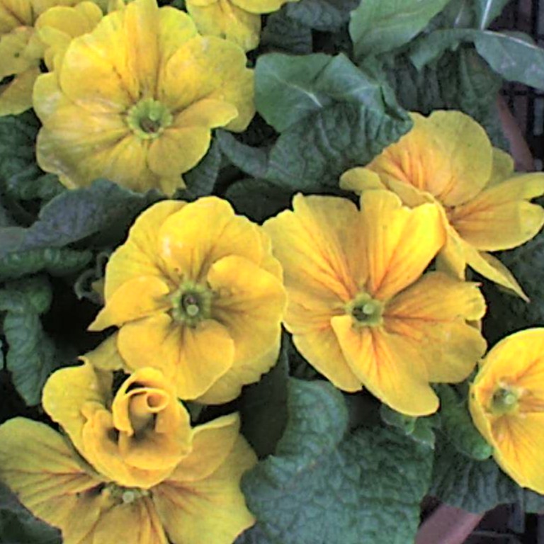 miceta, Cửa hàng trực tuyến | Shopee Việt Nam