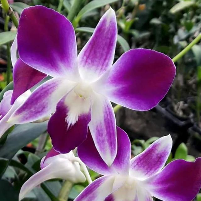 vincent_knight, Cửa hàng trực tuyến | Shopee Việt Nam