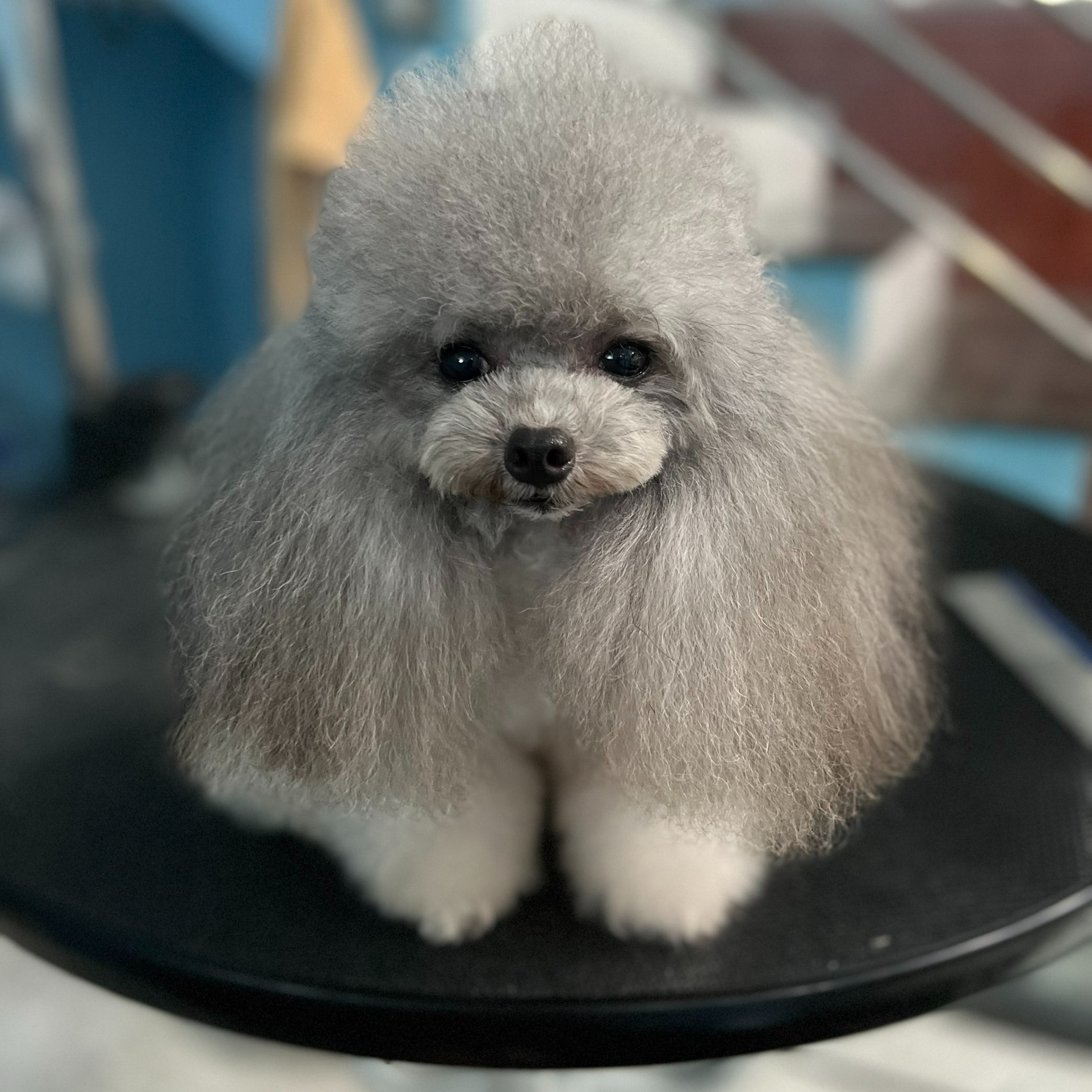Luxury Poodle Shop, Cửa hàng trực tuyến | Shopee Việt Nam
