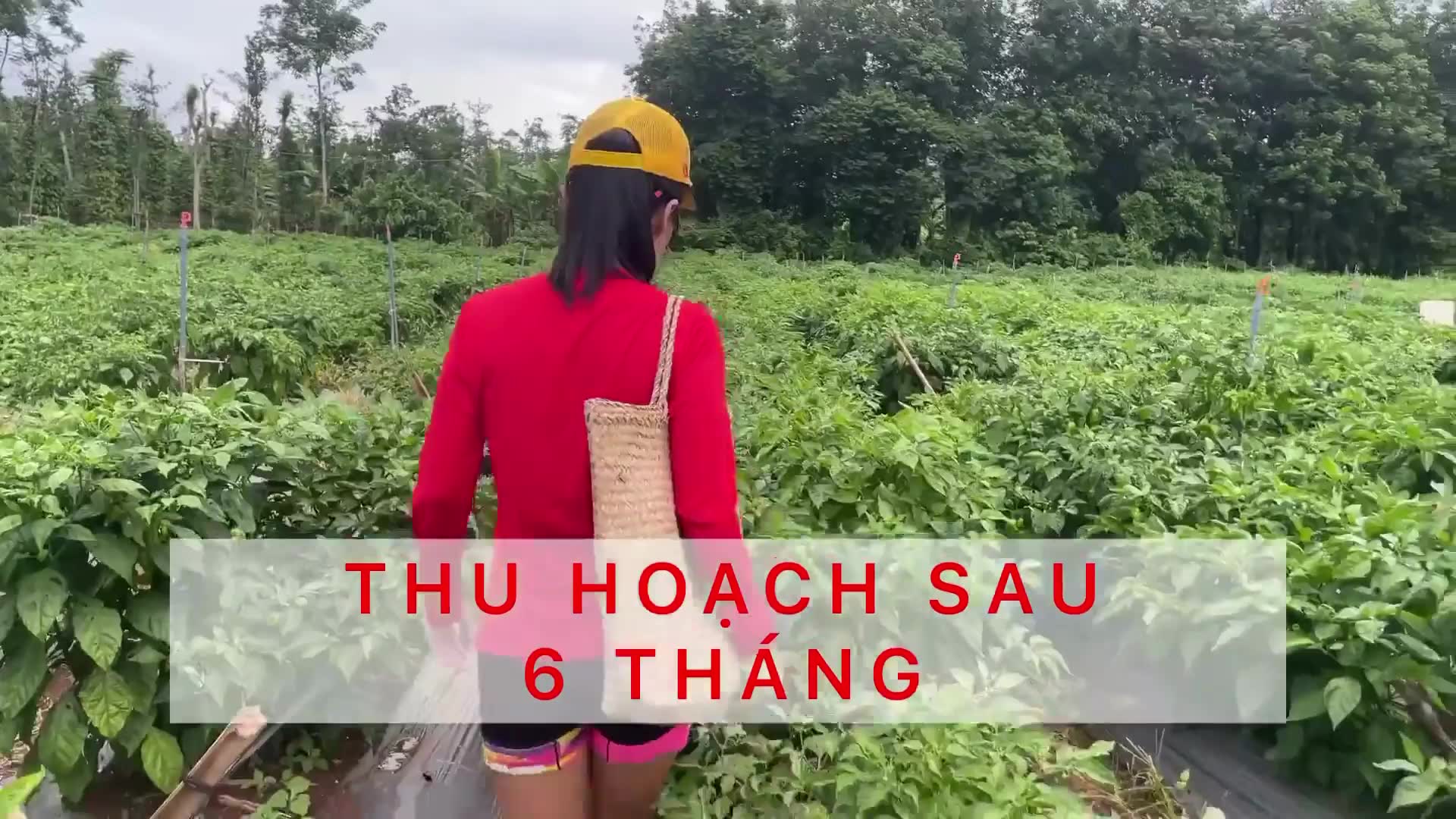 Love & Spice VN - Shopee Mall Online | Shopee Việt Nam