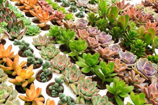 soen_shop, Cửa hàng trực tuyến | Shopee Việt Nam