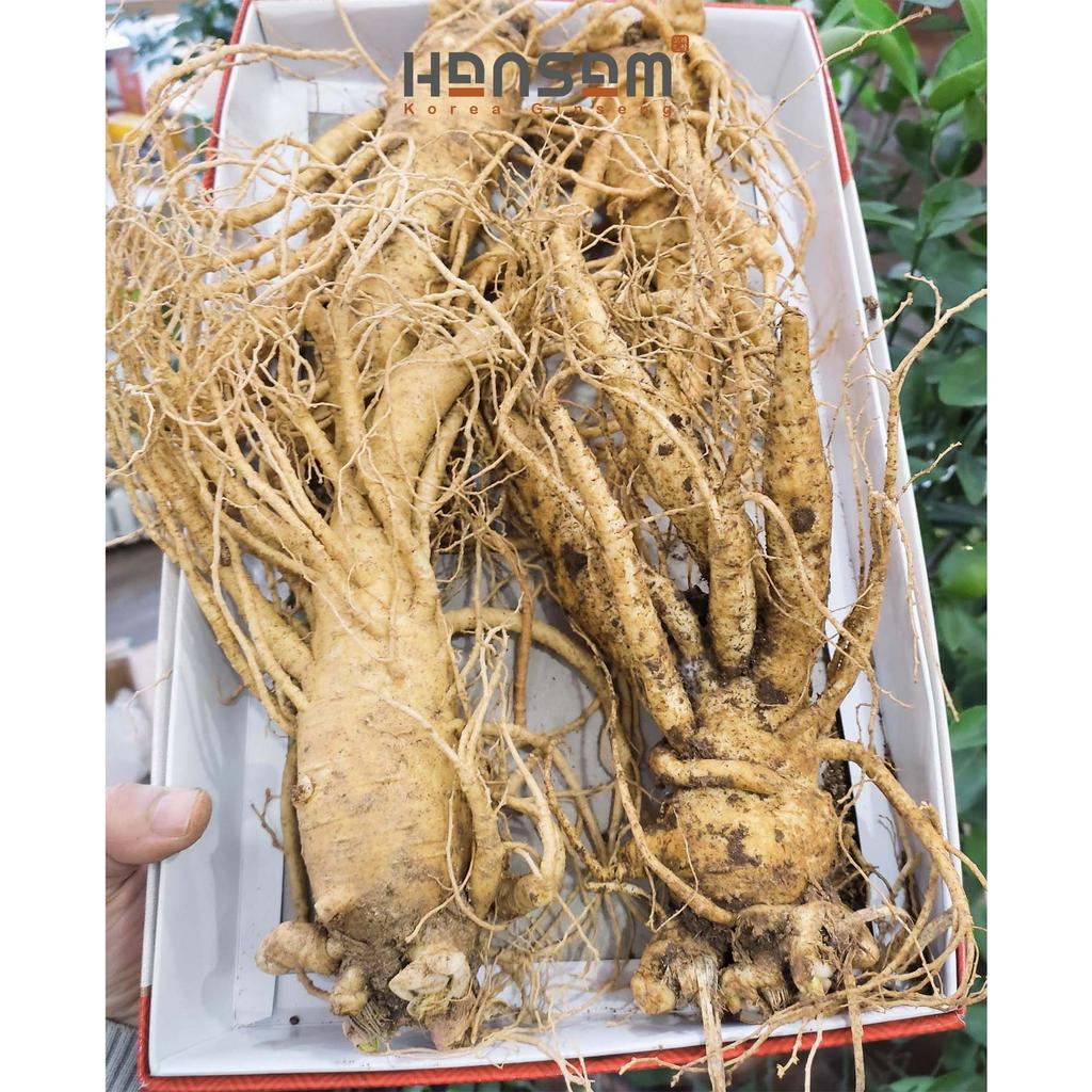 HANSAM - Thế Giới Sâm Tươi, Cửa hàng trực tuyến | Shopee Việt Nam