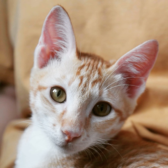 CỬA TIỆM BA CON MÈO, Cửa hàng trực tuyến | Shopee Việt Nam