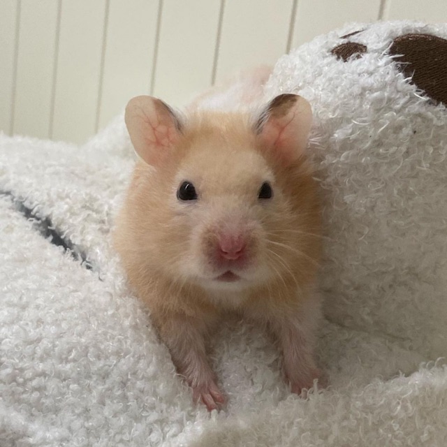 Mon Ami Bakery, Cửa hàng trực tuyến | Shopee Việt Nam