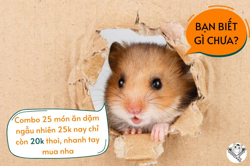 Chang Chang Hamster x shop, Cửa hàng trực tuyến | Shopee Việt Nam