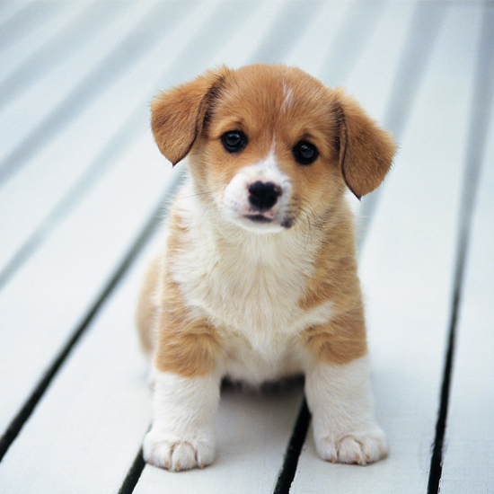 Misu pet, Cửa hàng trực tuyến | Shopee Việt Nam