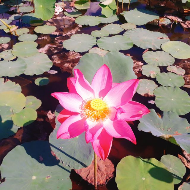 Lyn Nguyen, Cửa hàng trực tuyến | Shopee Việt Nam