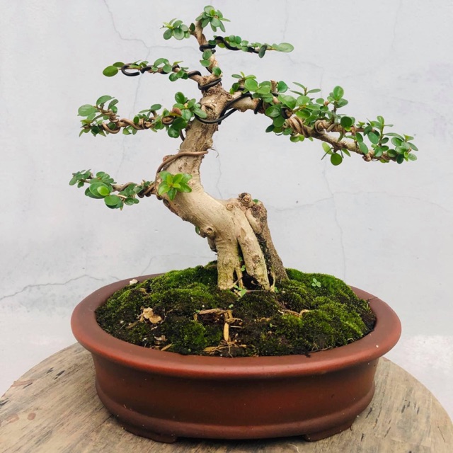 Chậu Bonsai Bát Tràng, Cửa hàng trực tuyến | Shopee Việt Nam