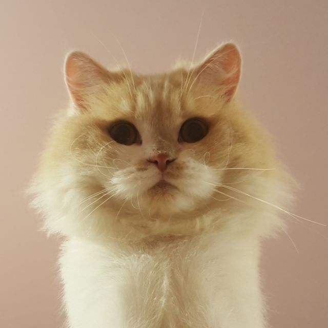 Coco_Palm, Cửa hàng trực tuyến | Shopee Việt Nam