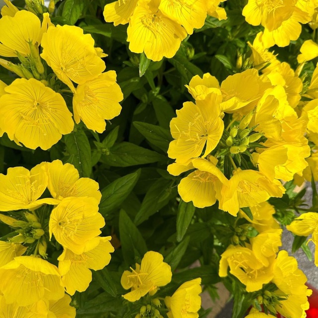 Loki map, Cửa hàng trực tuyến | Shopee Việt Nam