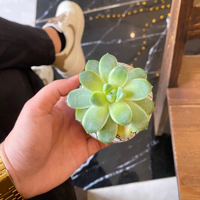 Cát Uy - Shop House, Cửa hàng trực tuyến | Shopee Việt Nam