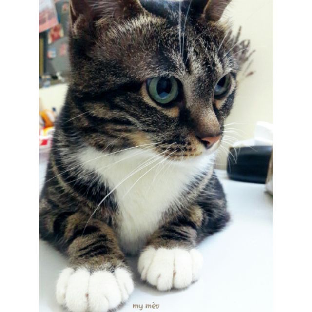 Mei Mèo, Cửa hàng trực tuyến | Shopee Việt Nam