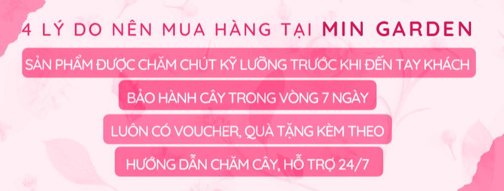 MIN GARDERN_CÂY XANH VĂN PHÒNG, Cửa hàng trực tuyến | Shopee Việt Nam