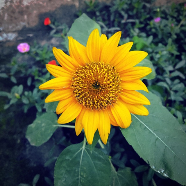 Candyyy Shopppp, Cửa hàng trực tuyến | Shopee Việt Nam