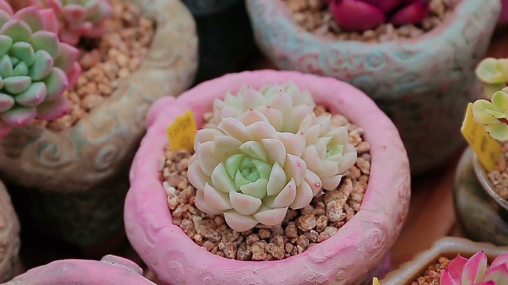 soen_shop, Cửa hàng trực tuyến | Shopee Việt Nam