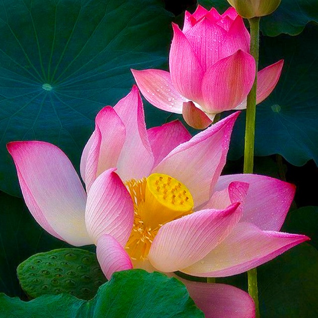 angela_le, Cửa hàng trực tuyến | Shopee Việt Nam