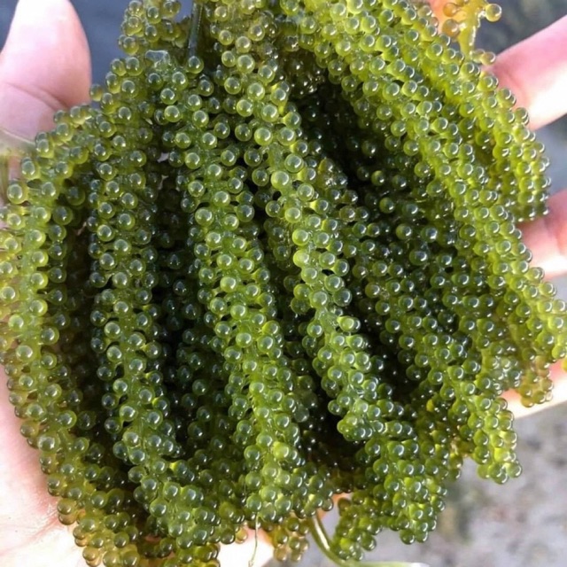 Namiso offcial Ho Chi Minh, Cửa hàng trực tuyến | Shopee Việt Nam