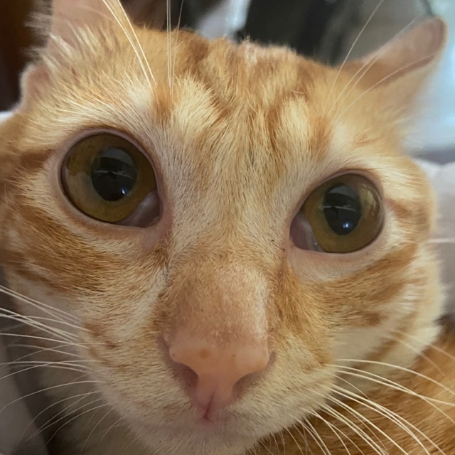 Monleo store, Cửa hàng trực tuyến | Shopee Việt Nam