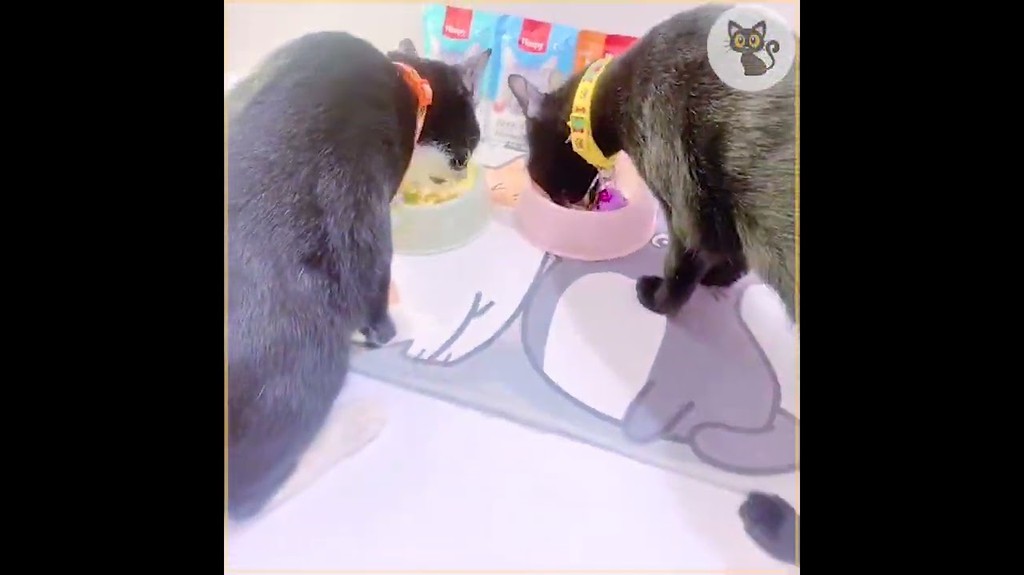 Cat Mun Shop, Cửa hàng trực tuyến | Shopee Việt Nam