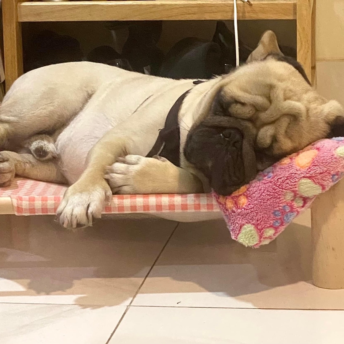 PETMAR, Cửa hàng trực tuyến | Shopee Việt Nam