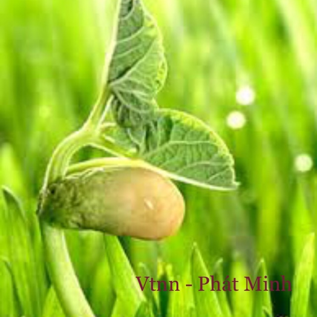 Vtnn_Phát Minh, Cửa hàng trực tuyến | Shopee Việt Nam