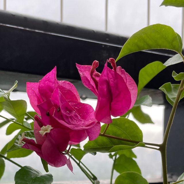 BERRY MART, Cửa hàng trực tuyến | Shopee Việt Nam