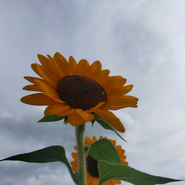 Hala , Cửa hàng trực tuyến | Shopee Việt Nam