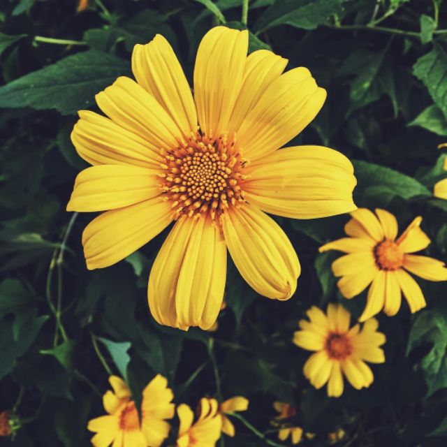 mimi_gauss, Cửa hàng trực tuyến | Shopee Việt Nam