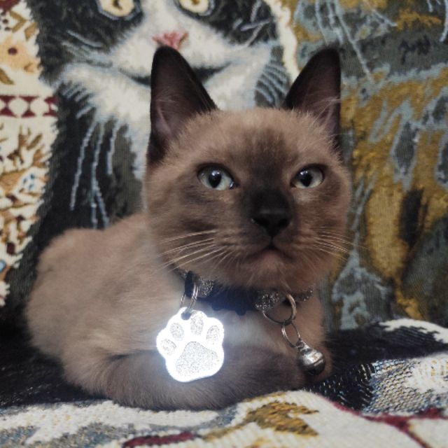 Lunatic Baby, Cửa hàng trực tuyến | Shopee Việt Nam