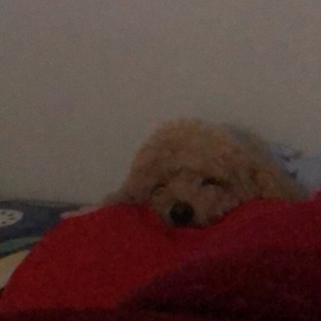 cattun, Cửa hàng trực tuyến | Shopee Việt Nam