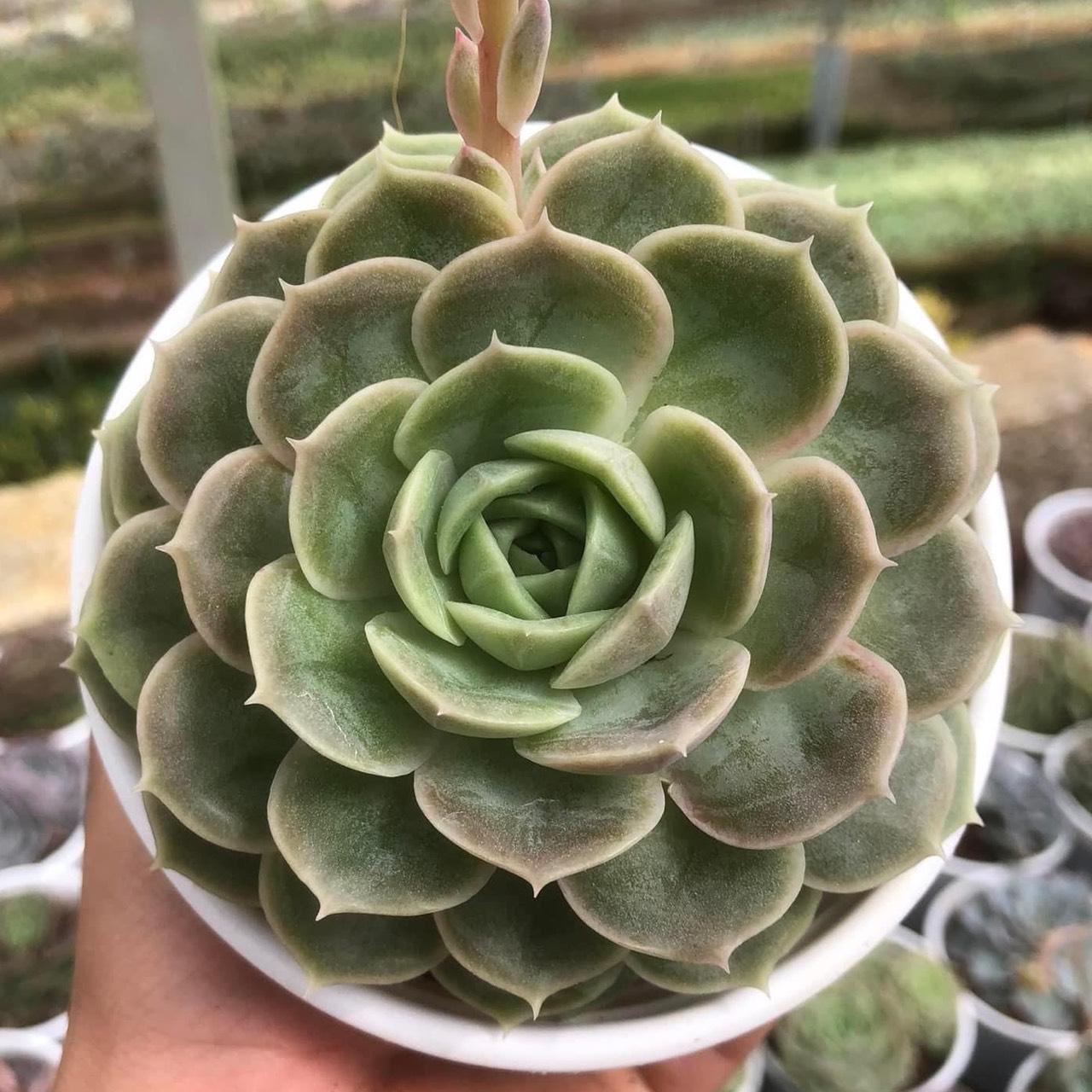 Sen Đá Charm's, Cửa hàng trực tuyến | Shopee Việt Nam