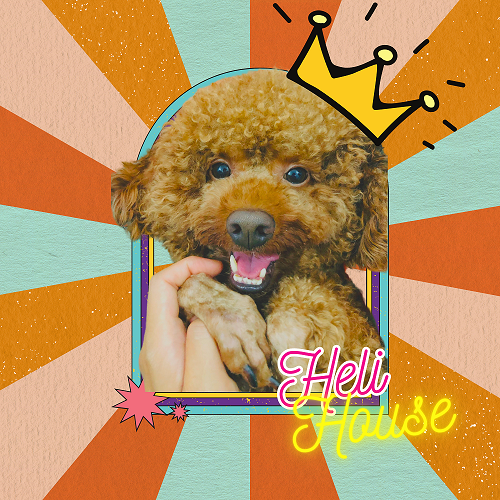 Hi Heli, Cửa hàng trực tuyến | Shopee Việt Nam