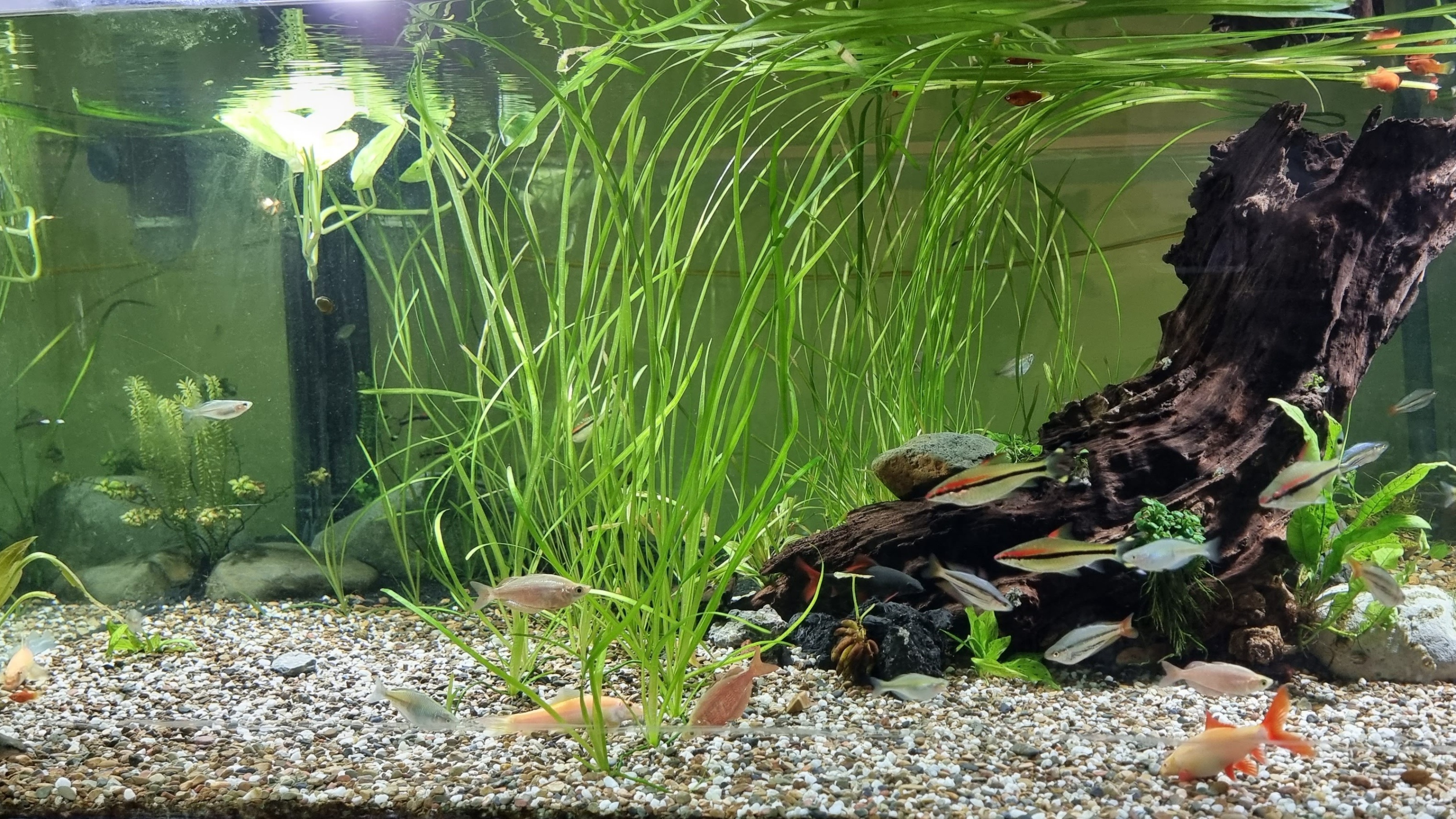 Tài Lộc Aquarium, Cửa hàng trực tuyến | Shopee Việt Nam