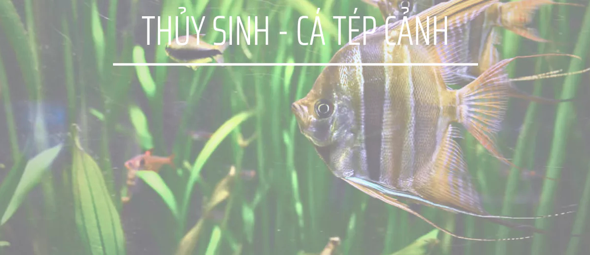 Shrimp Home Store 3, Cửa hàng trực tuyến | Shopee Việt Nam